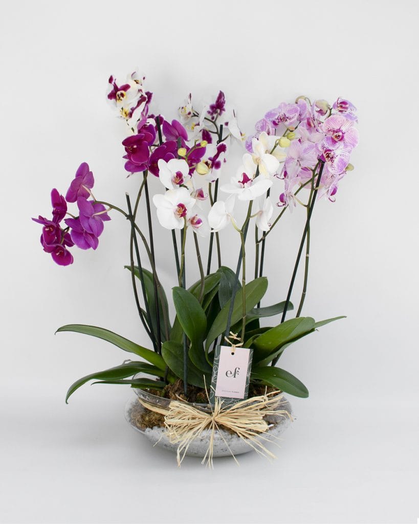 Macizo de Orquídeas Multicolor – Exóticas Flores® - Flores a Domicilio