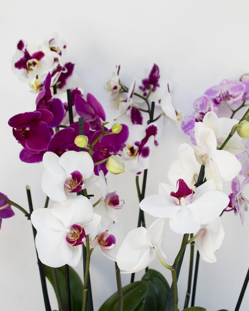 Macizo de Orquídeas Multicolor – Exóticas Flores® - Flores a Domicilio